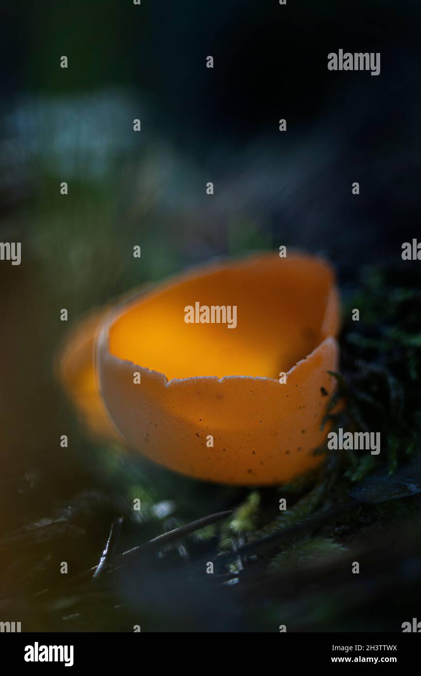 Orangenschalenpilz aleuria aurantia -Fotos und -Bildmaterial in hoher ...