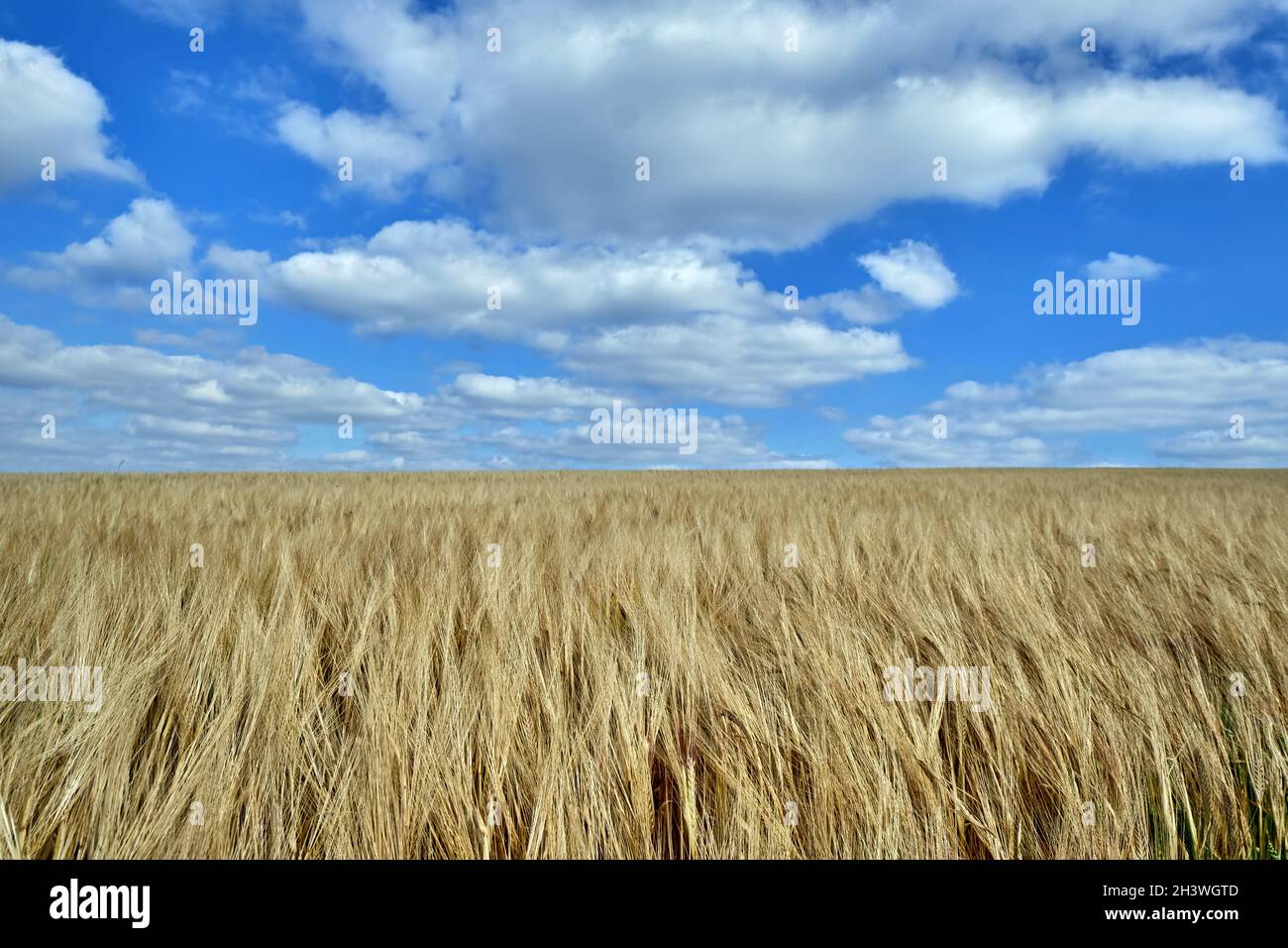 Saatgerste -Fotos und -Bildmaterial in hoher Auflösung – Alamy
