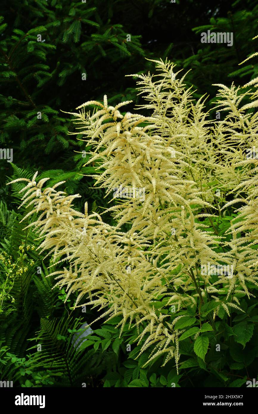 Wald ziegenbart arunus dioicus -Fotos und -Bildmaterial in hoher ...