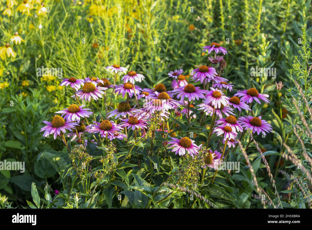 Blume. Wilde Blume. Koneflower Stockfotografie - Alamy