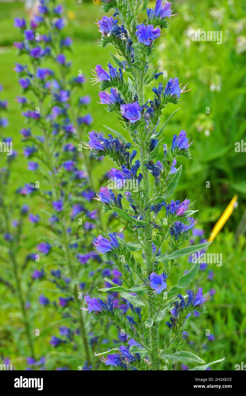 Blueweed, echium vulgare Stockfotografie - Alamy
