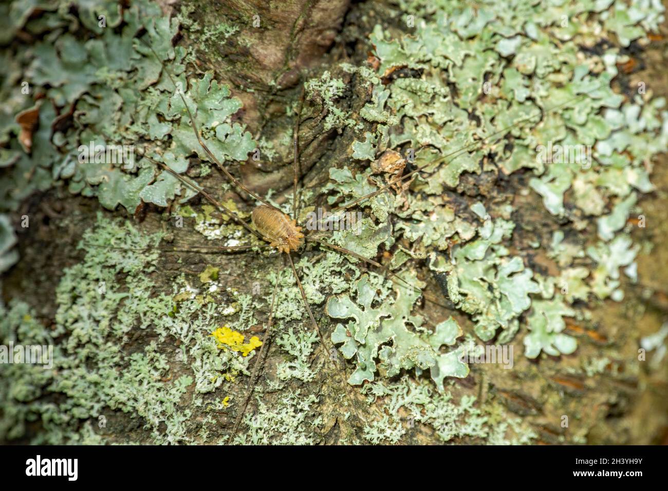 Trogulus torosus -Fotos und -Bildmaterial in hoher Auflösung – Alamy
