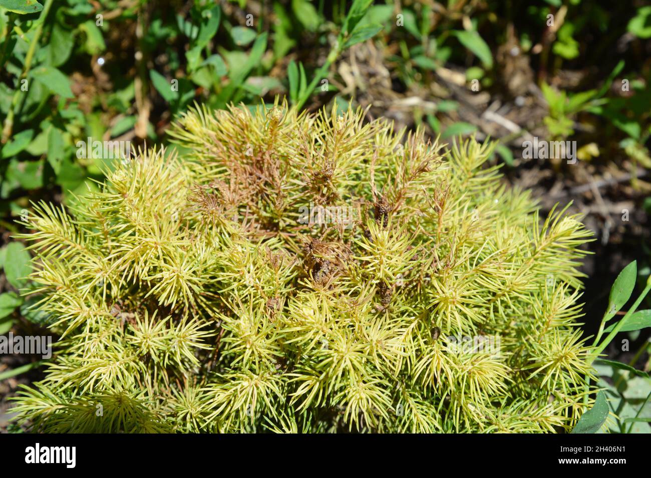 Red spider mite -Fotos und -Bildmaterial in hoher Auflösung – Alamy