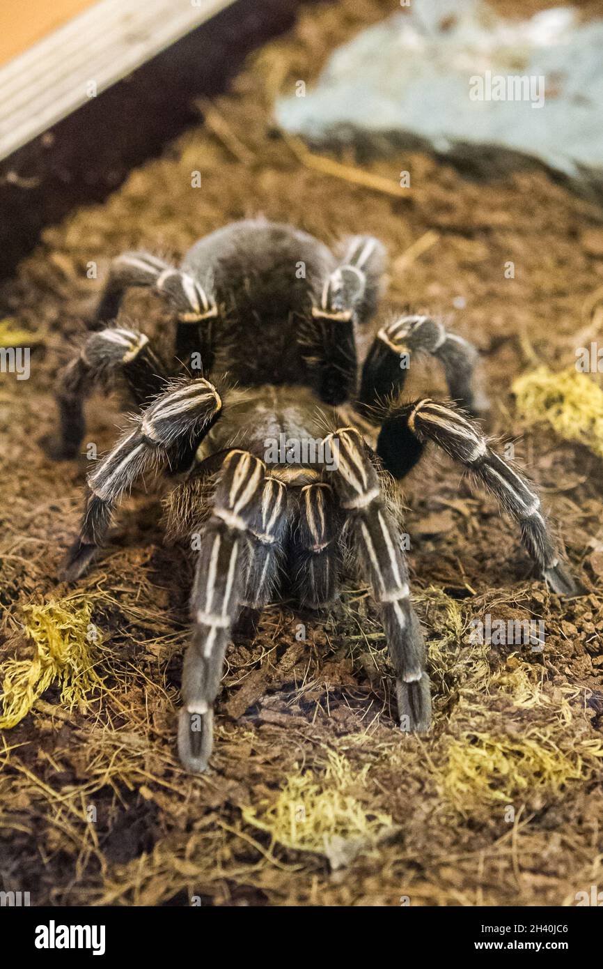 Costa rican zebra tarantula -Fotos und -Bildmaterial in hoher Auflösung ...