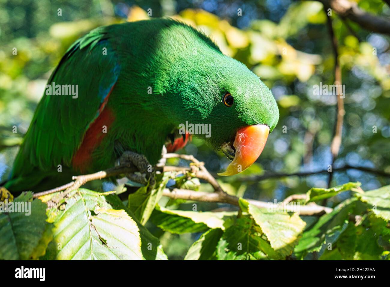 lori im Laub, bunte Papageienarten. Detailreich beschnitten und schön ...