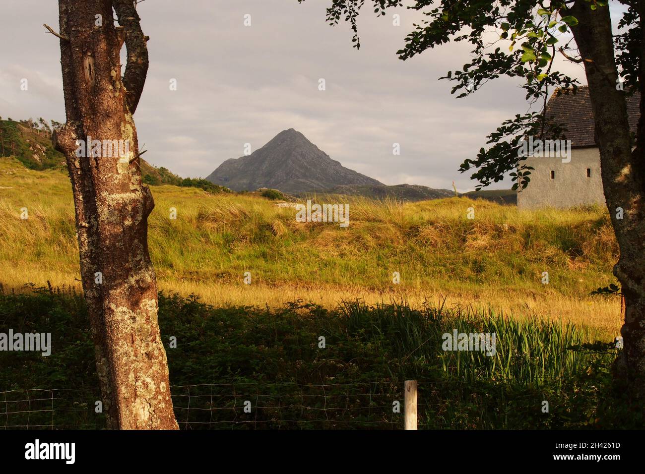 Blick durch die Bäume von Badnabay, Sutherland, Schottland, auf Ben ...