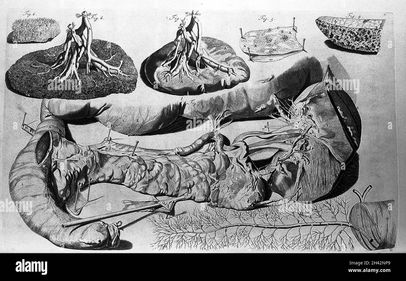 Menschliche anatomie jahrhundert Schwarzweiß-Stockfotos und -bilder - Alamy