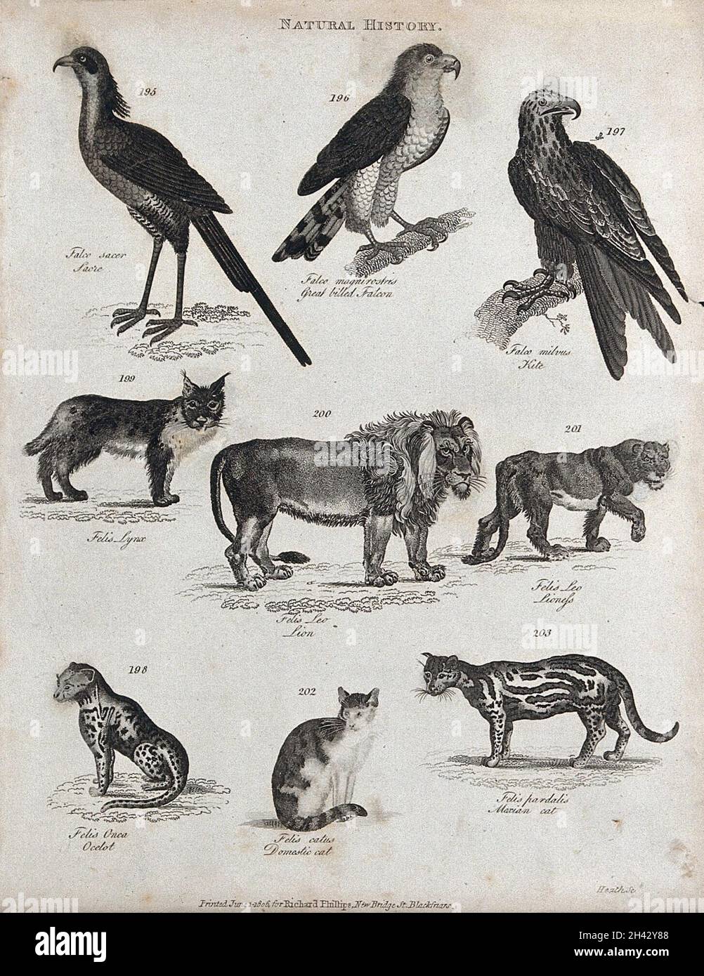 Oben drei Falken, ein Luchs, ein Löwe und eine Löwin; unten ein Ozelot ...