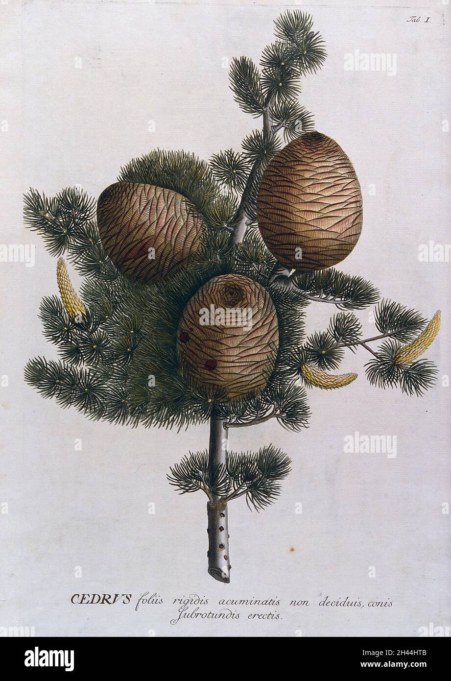 Zeder cedrus sp -Fotos und -Bildmaterial in hoher Auflösung – Alamy