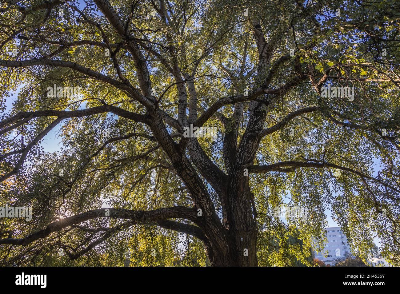Naturdenkmal Populus alba - Silberpappel im Zaslaw Malicki Park im ...