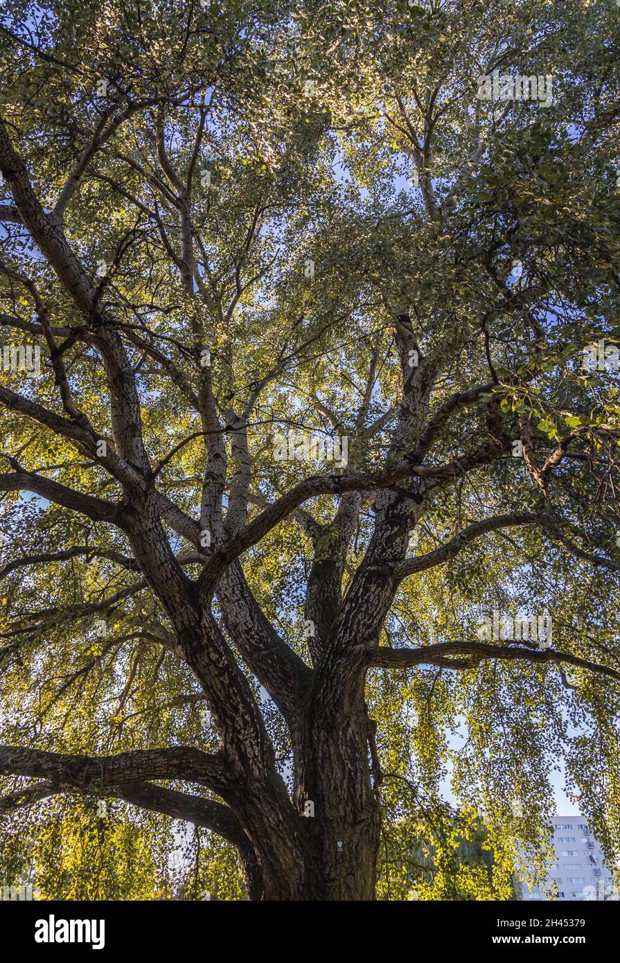Naturdenkmal Populus alba - Silberpappel im Zaslaw Malicki Park im ...
