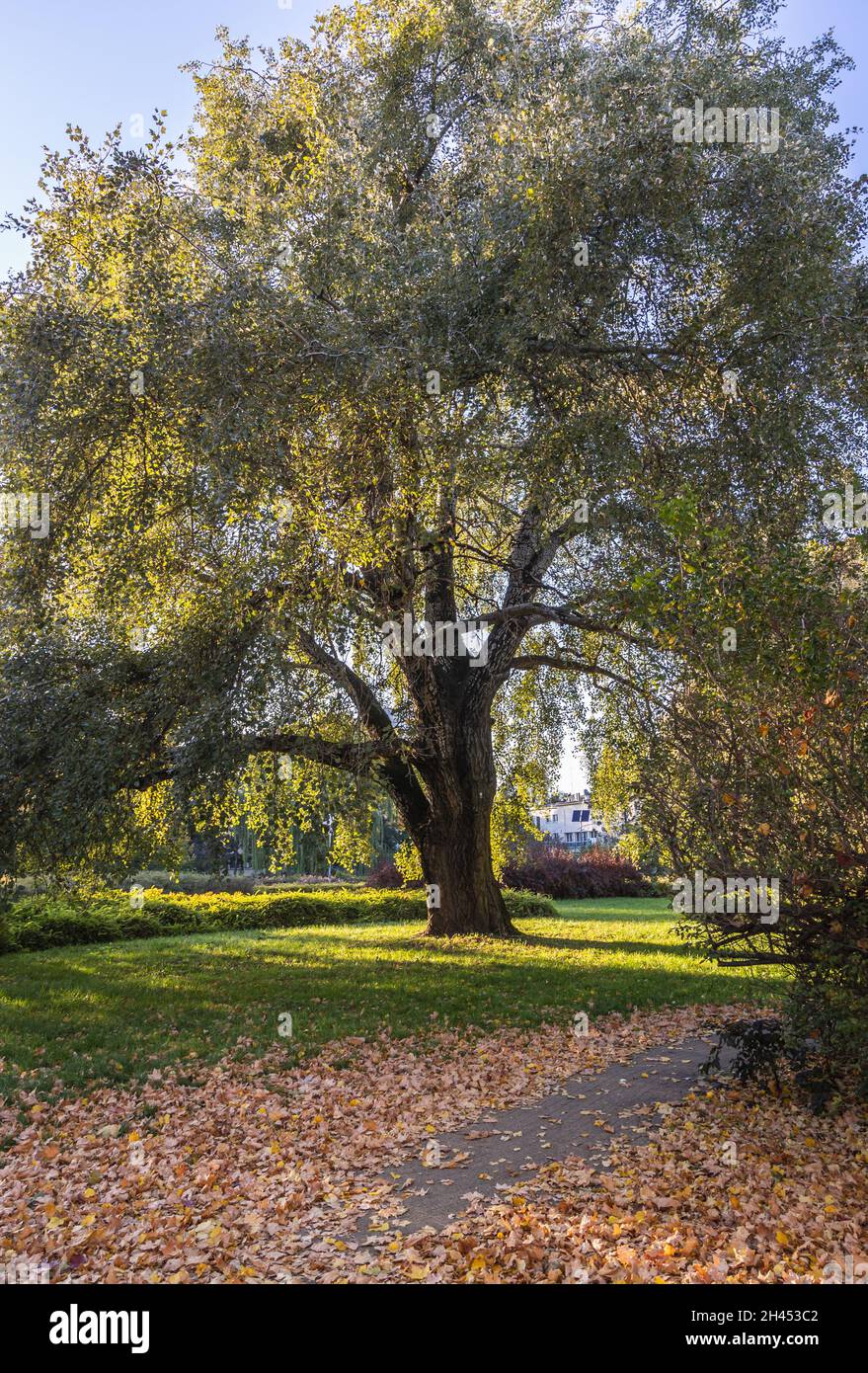 Naturdenkmal Populus alba - Silberpappel im Zaslaw Malicki Park im ...
