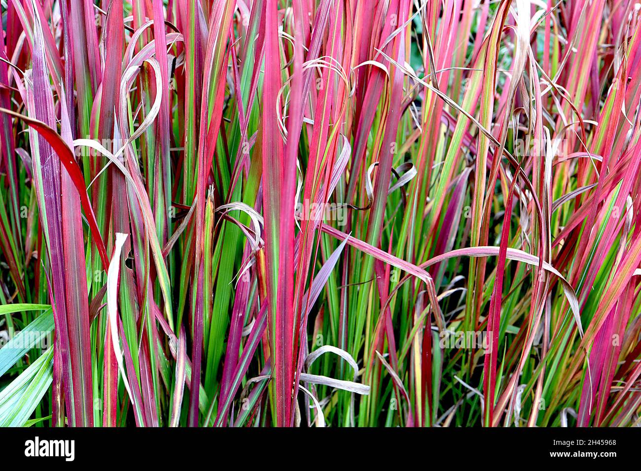 Cogon gras roter baron -Fotos und -Bildmaterial in hoher Auflösung – Alamy