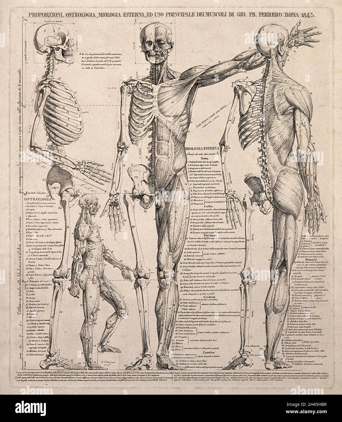 Skelette und Ecorché-Figuren in verschiedenen Positionen, mit ...