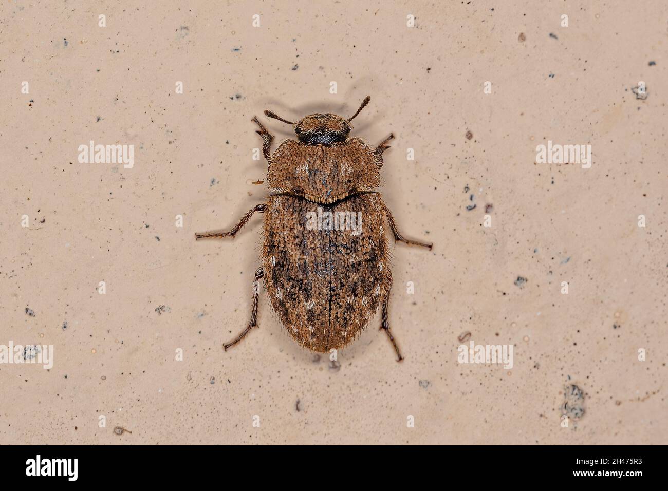 Family tenebrionidae -Fotos und -Bildmaterial in hoher Auflösung – Alamy