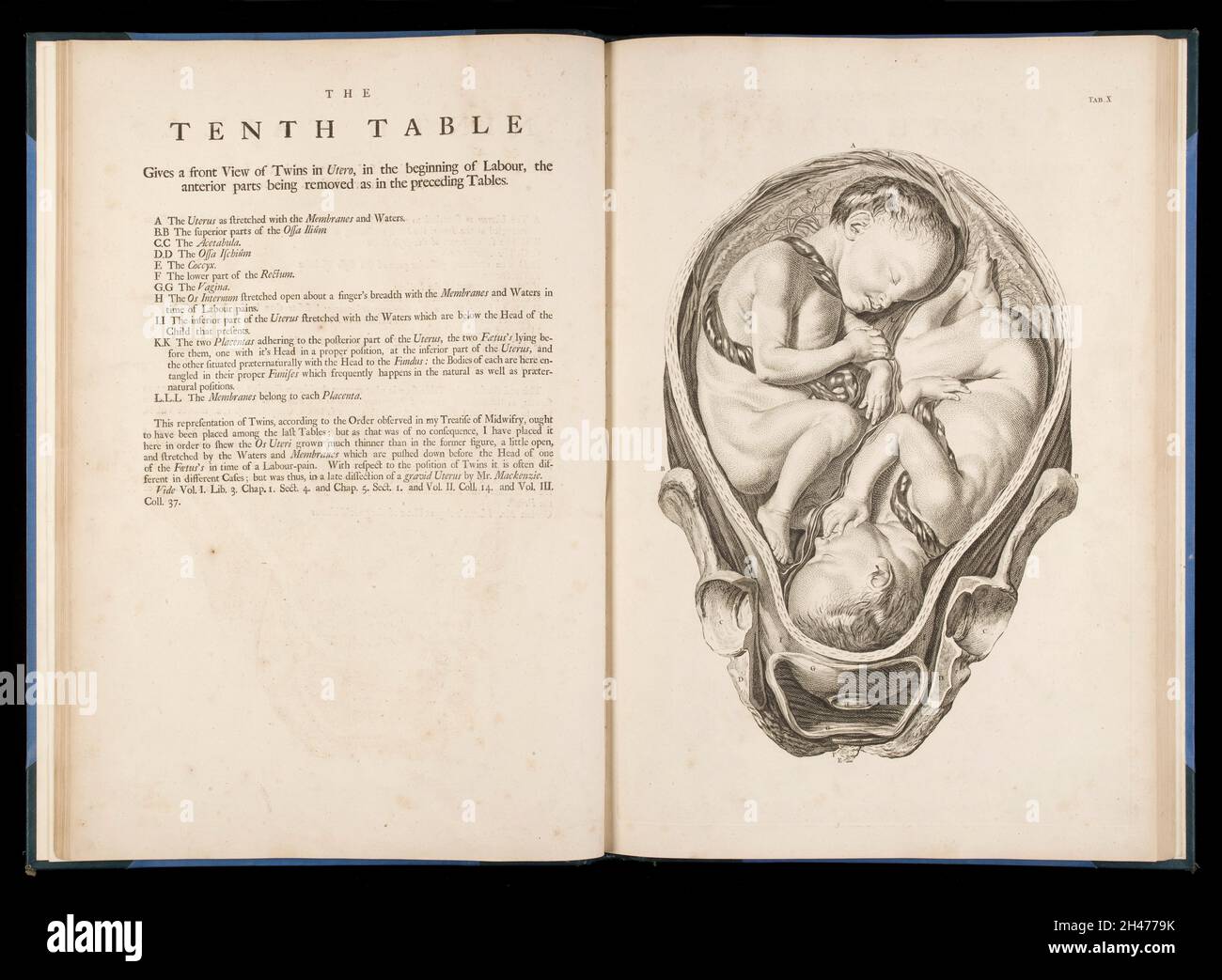 Einstellung von anatomischen tabellen -Fotos und -Bildmaterial in hoher ...