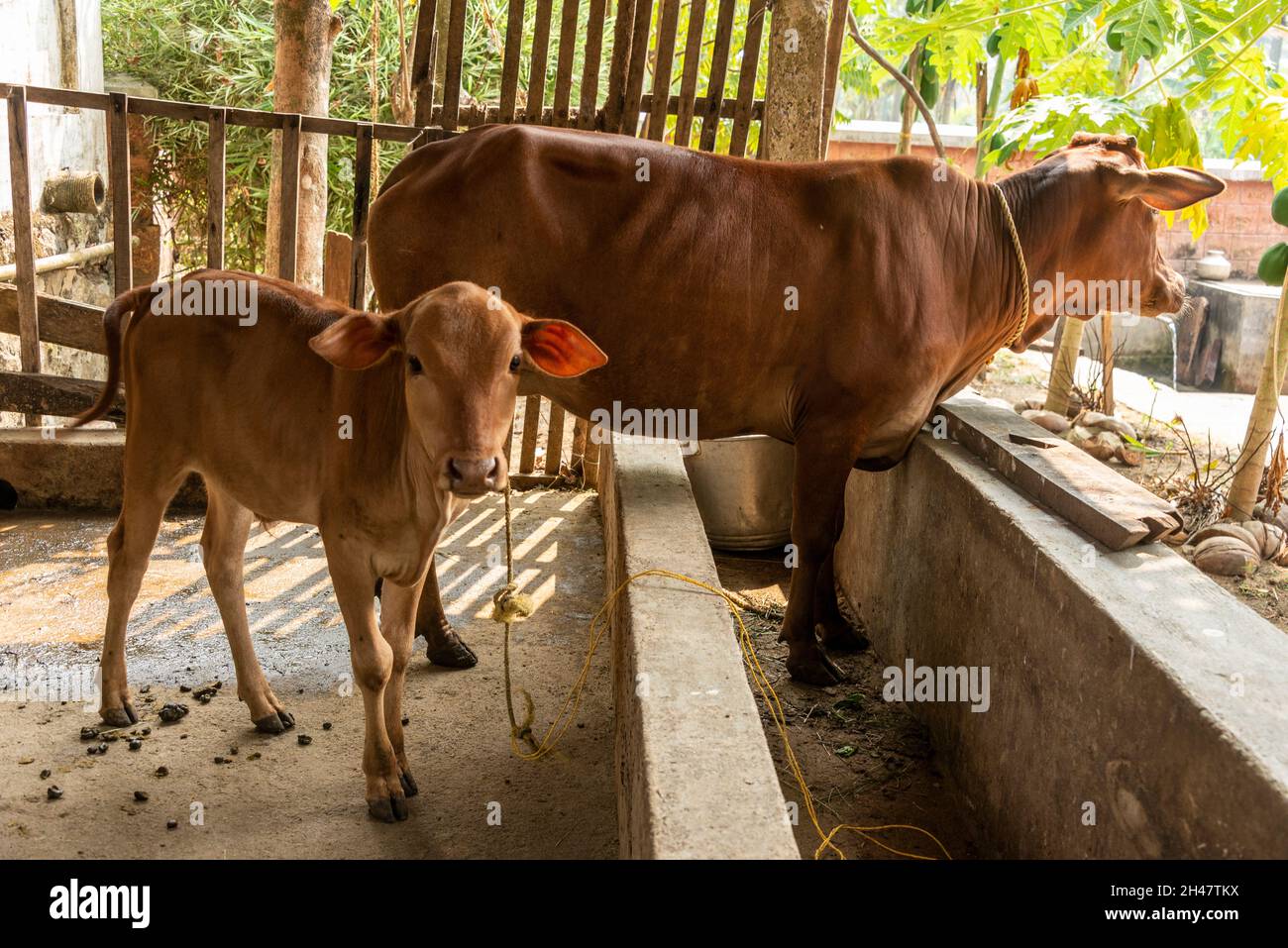 Vechur kuh -Fotos und -Bildmaterial in hoher Auflösung – Alamy