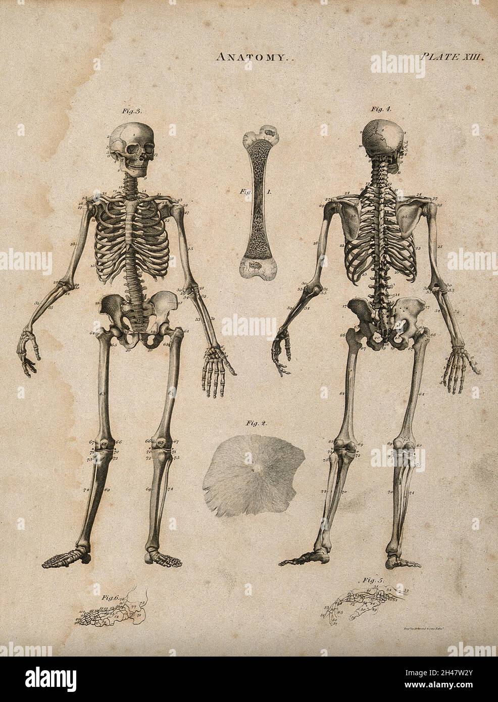 Knochen: Sechs Figuren, darunter Skelett von vorne und hinten ...
