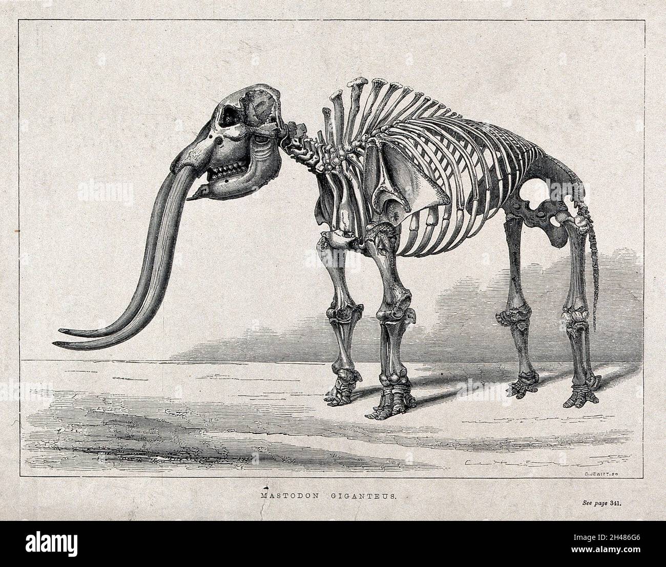 Mastodon skeleton -Fotos und -Bildmaterial in hoher Auflösung – Alamy
