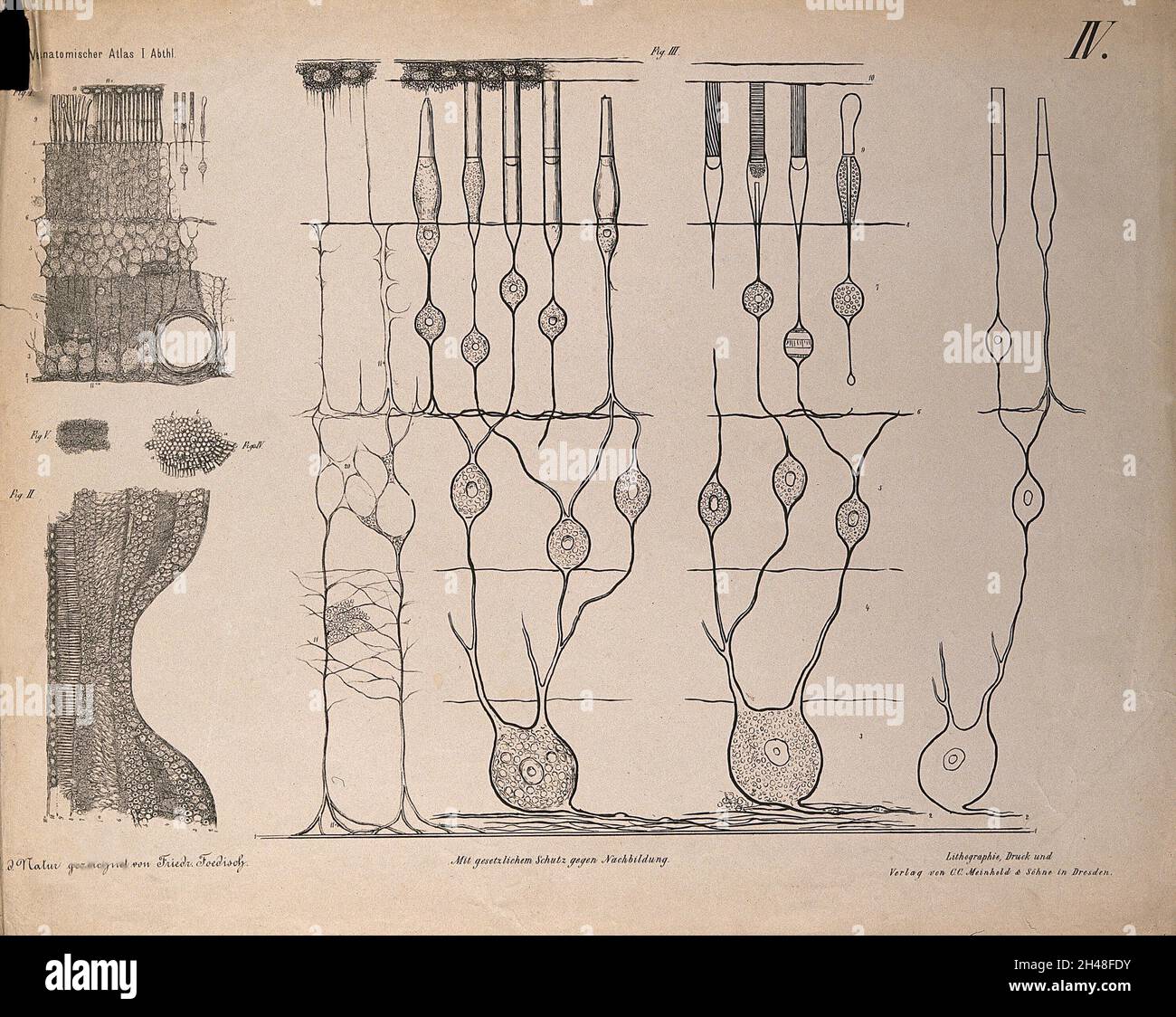 Das Auge: Fünf Diagramme, die die mikroskopische Struktur der Netzhaut ...