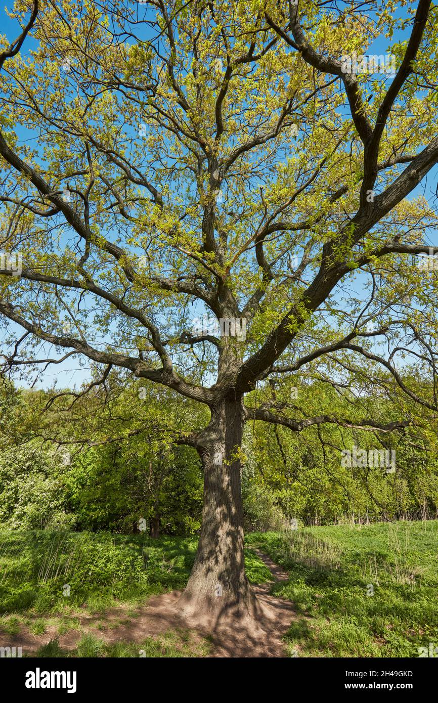 Alte Eiche (Quercus robur), die im Frühjahr zu Blatt kommt ...
