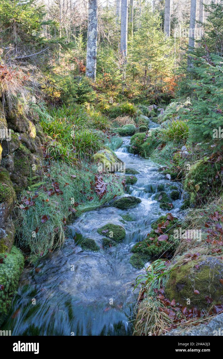 Wildbach im bayerischen wald -Fotos und -Bildmaterial in hoher ...
