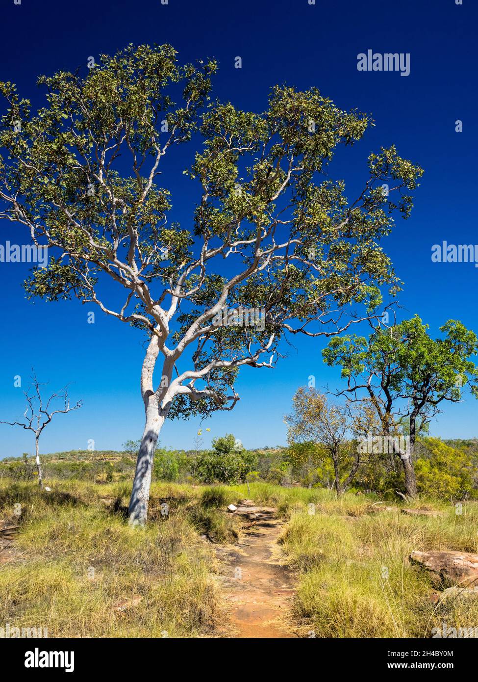 Ghost gum tree -Fotos und -Bildmaterial in hoher Auflösung - Seite 2 ...