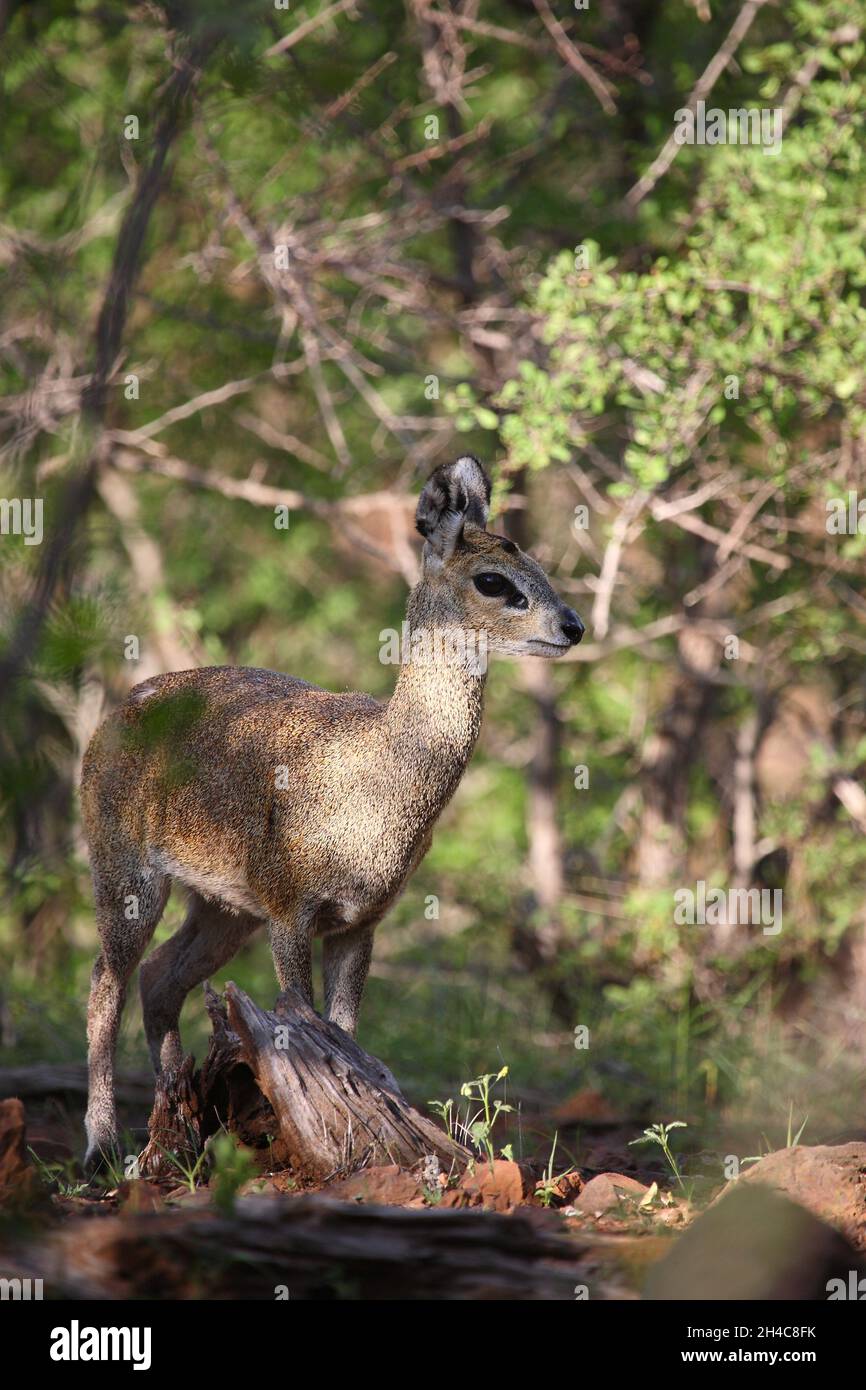 Klippspringer oreotragus oreotragus -Fotos und -Bildmaterial in hoher ...