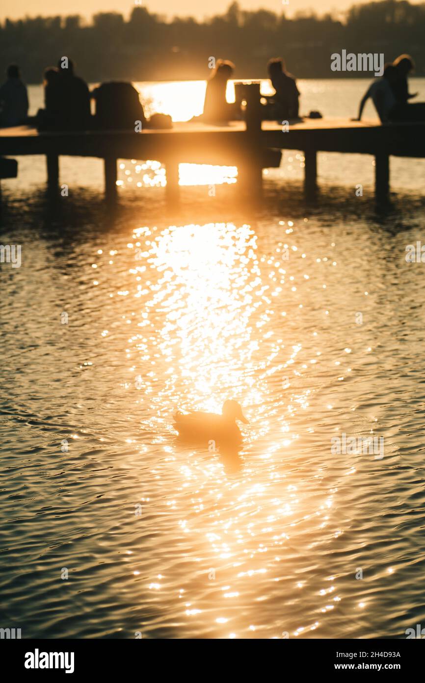 Sonnenuntergang am Starnberger See. Eine Ente schwimmt im Sonnenschein ...