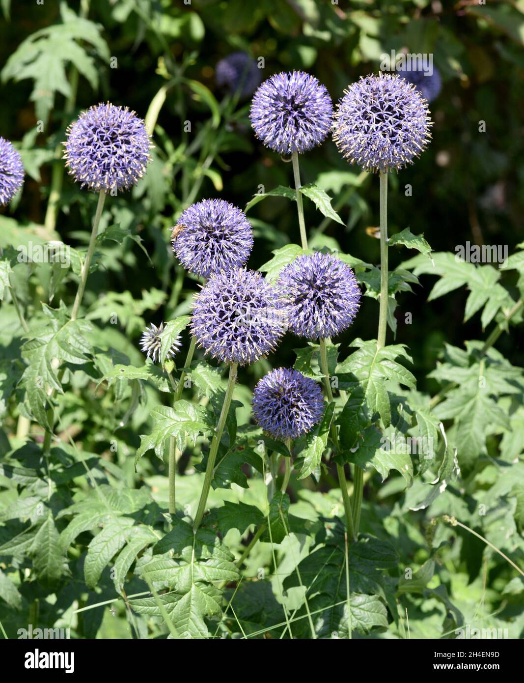 Kugeldisteln, Echinops Ritro ist eine Heil- und Wildpflanze ...
