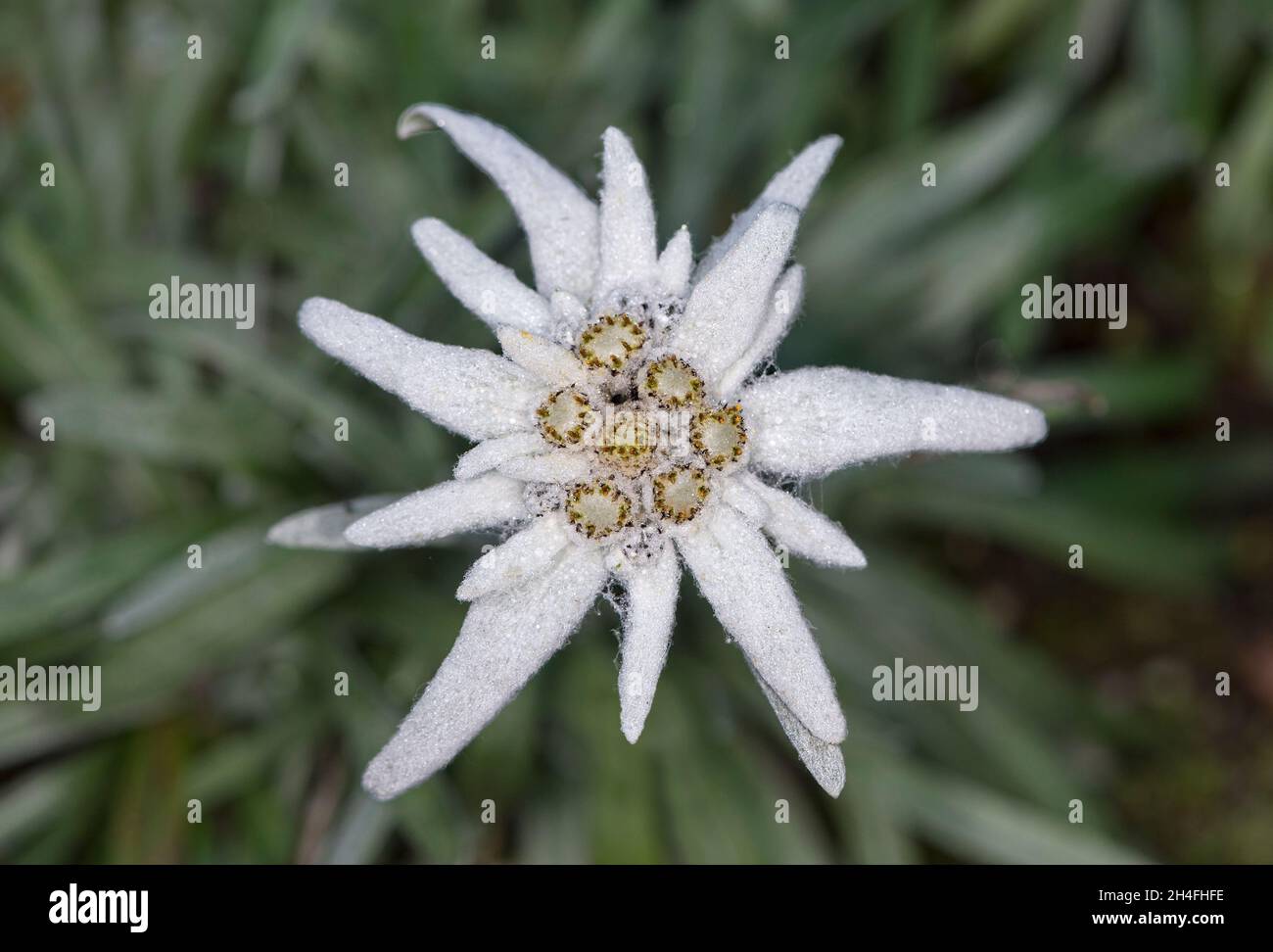 Alpen alpine pflanzen alpine pflanze alpine alps asteraceae -Fotos und ...