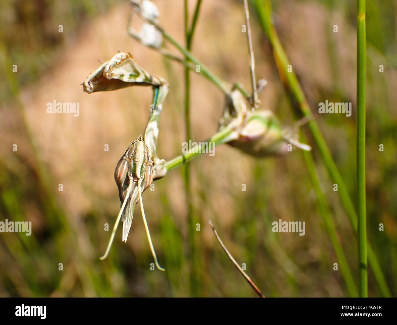 Wandernder geigenmantis -Fotos und -Bildmaterial in hoher Auflösung – Alamy