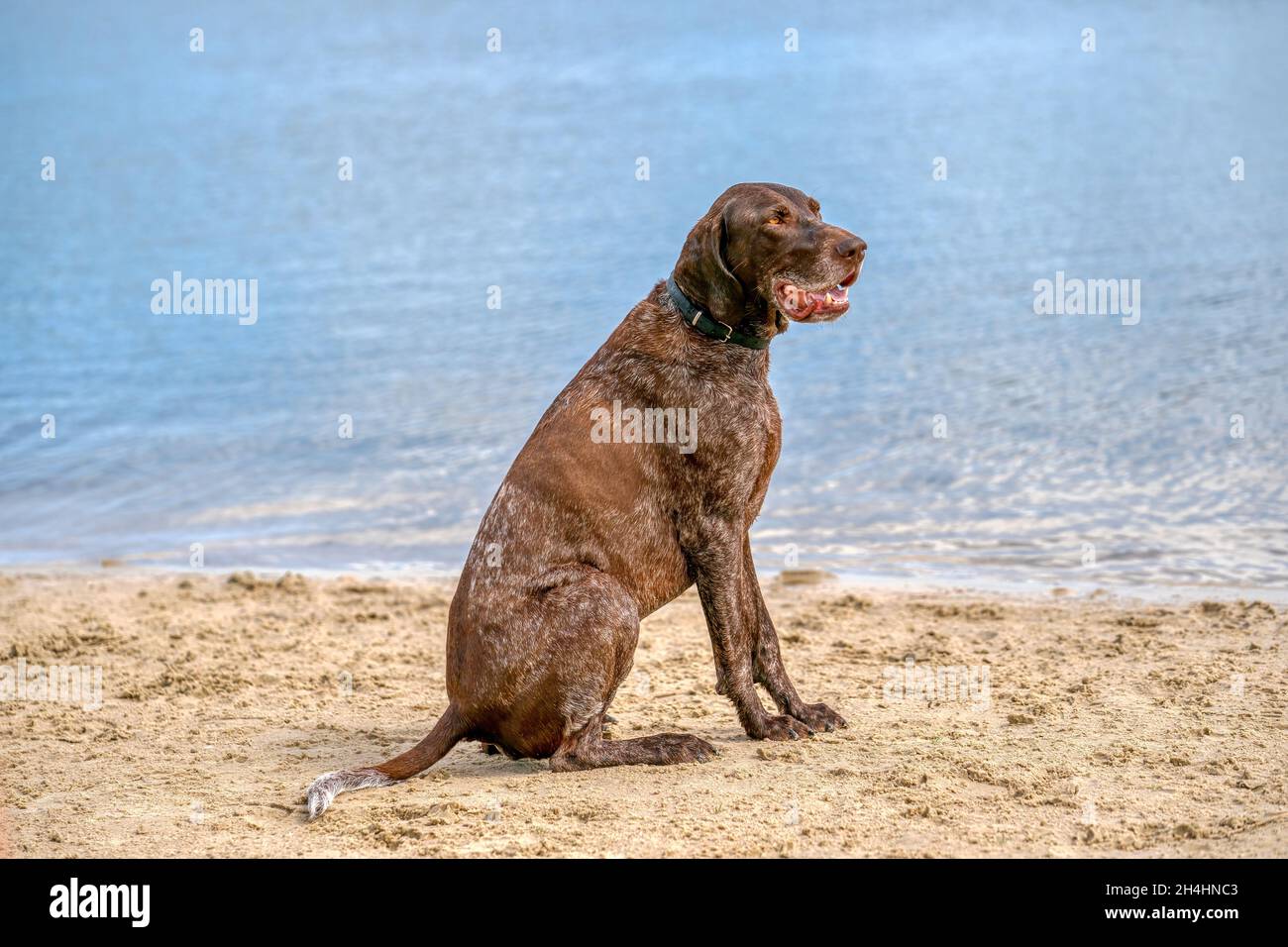 Deutscher kurzhaariger Zeiger, der GSP-Hund sitzt an einem Sommertag am ...