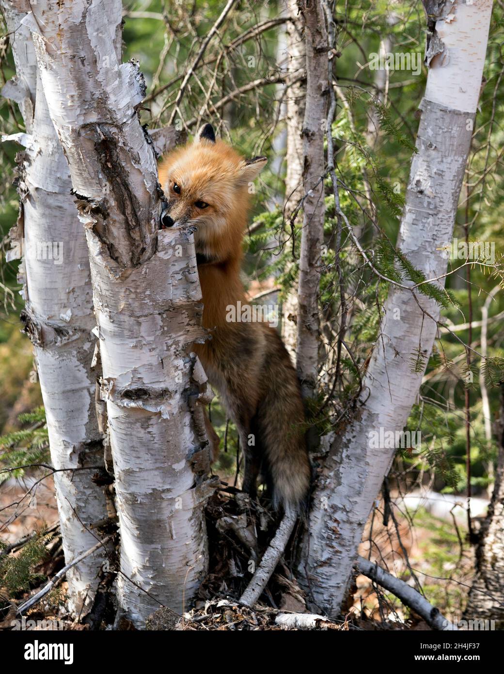 Fuchs bilder -Fotos und -Bildmaterial in hoher Auflösung – Alamy