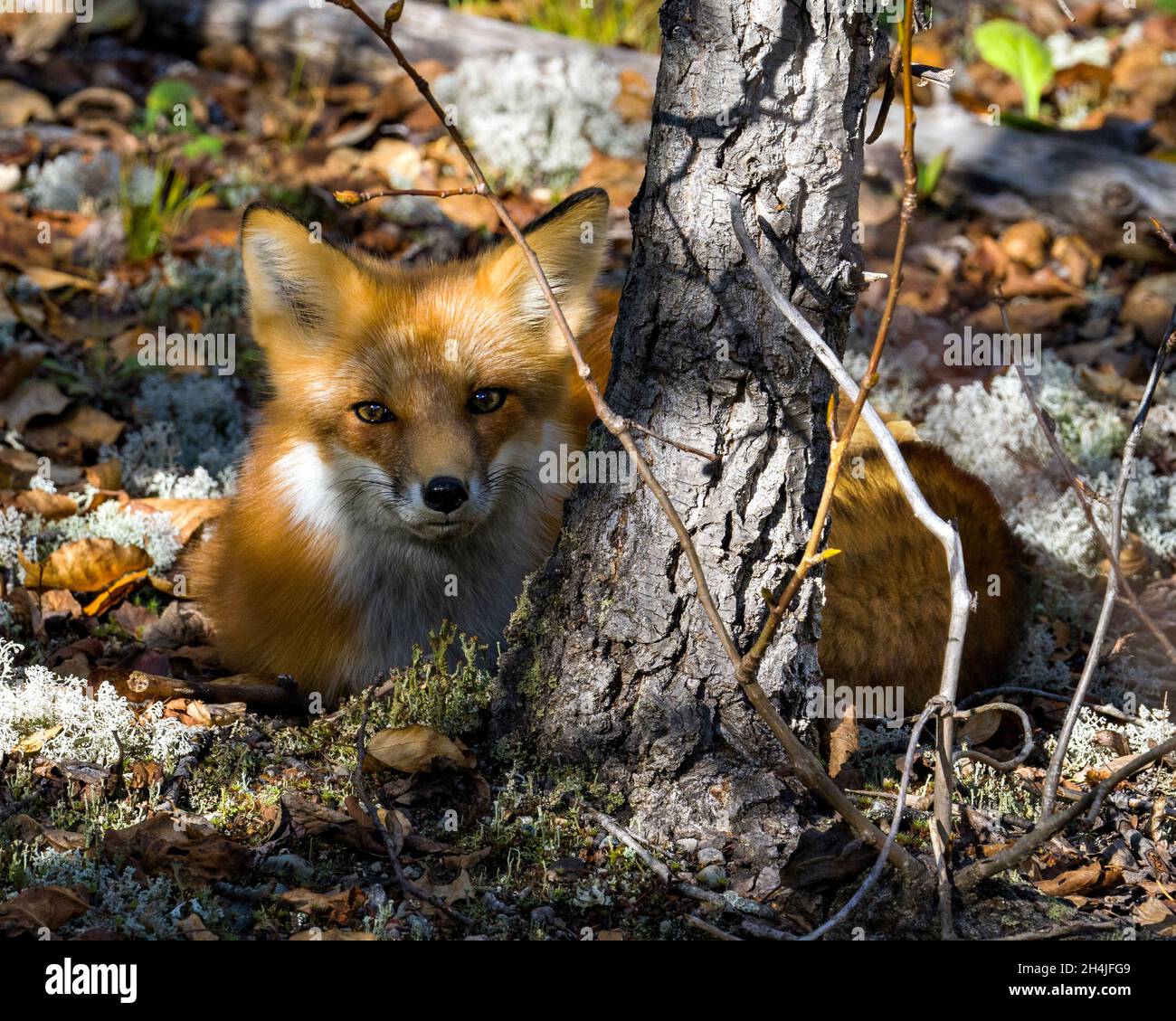 Rotfuchs cleveres tierfoto -Fotos und -Bildmaterial in hoher Auflösung ...