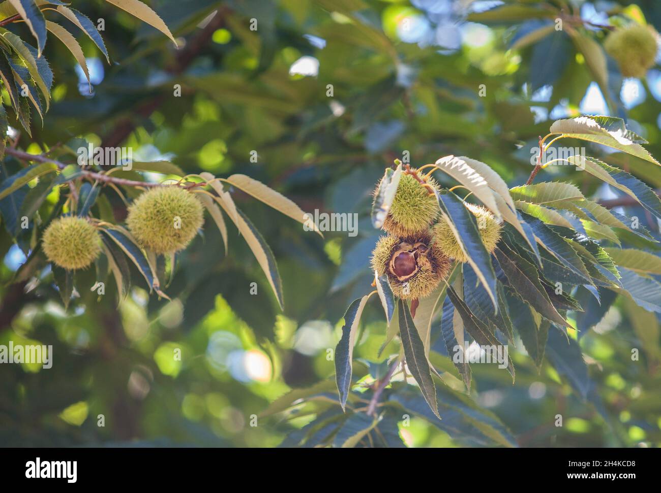 Edelkastanie castanea sativa spanisch -Fotos und -Bildmaterial in hoher ...