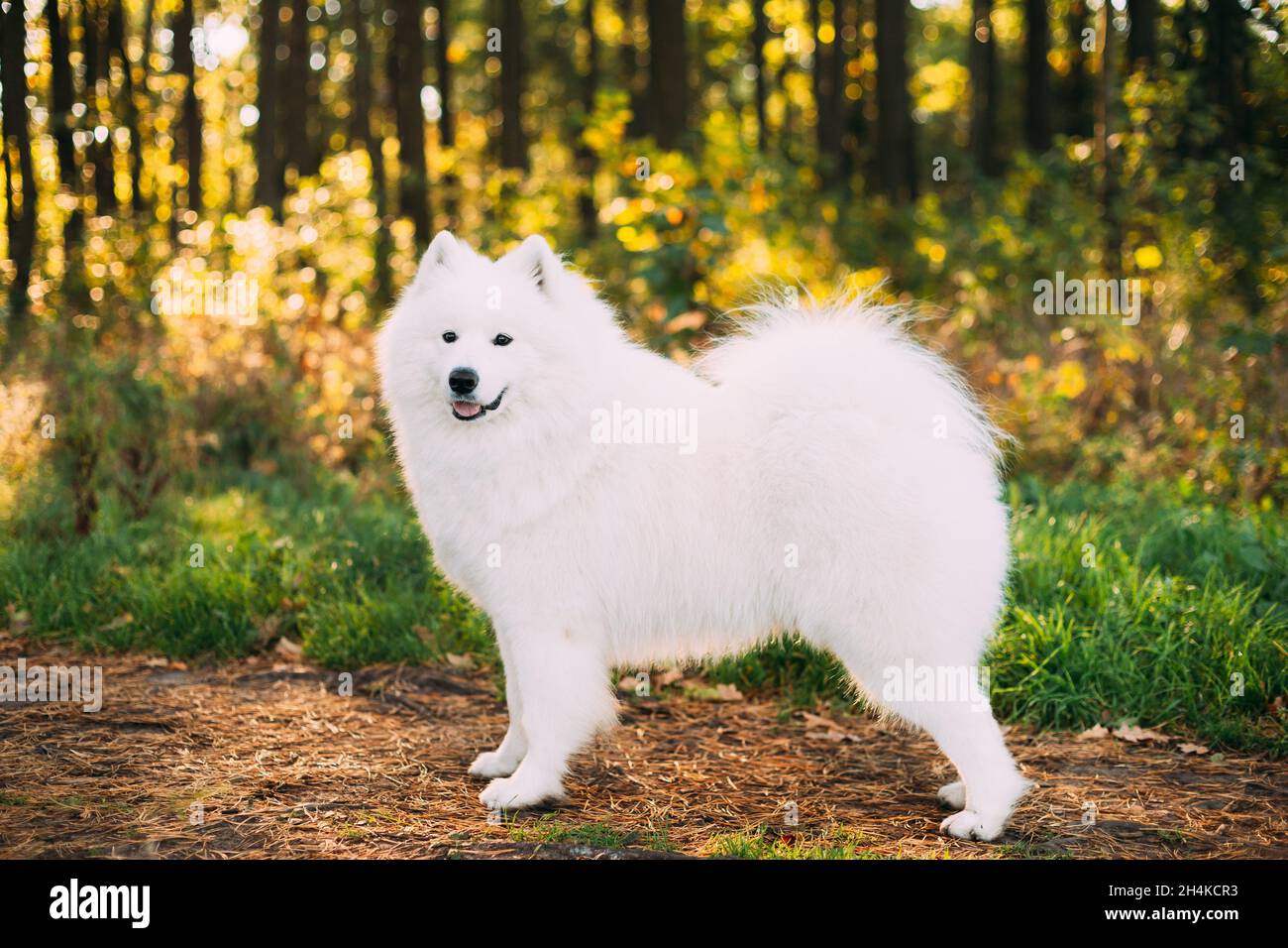 Gerne lustig lächelnd Weiße Samojeden Hund oder Bjelkier, Sammy Outdoor ...