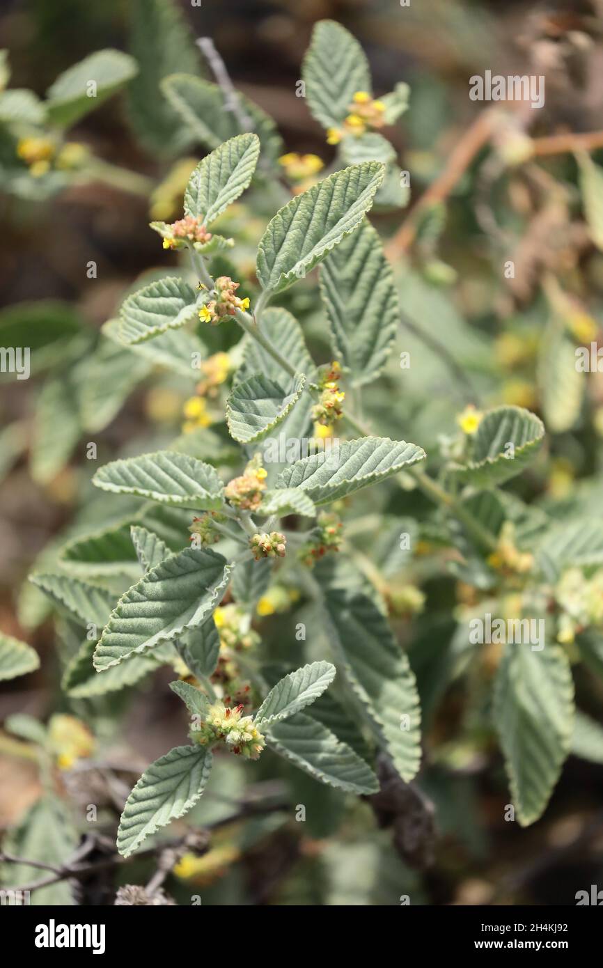 Native hawaii -Fotos und -Bildmaterial in hoher Auflösung – Alamy