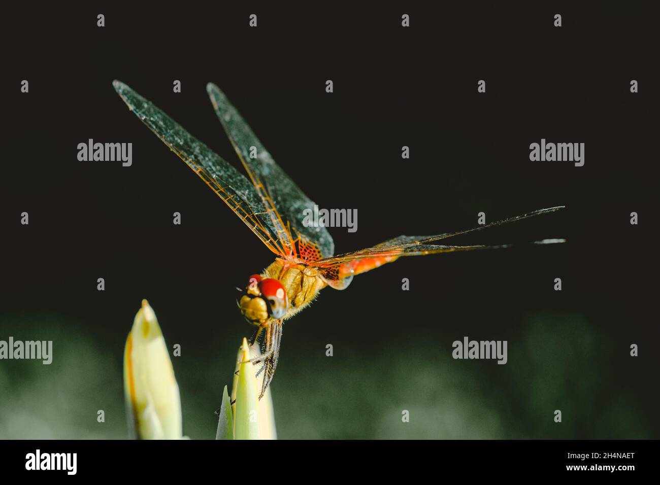 Makro nahaufnahme zeigt auge detail -Fotos und -Bildmaterial in hoher ...