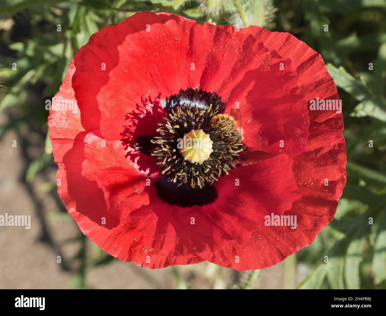 Die mohnblumen gartenzaun -Fotos und -Bildmaterial in hoher Auflösung ...