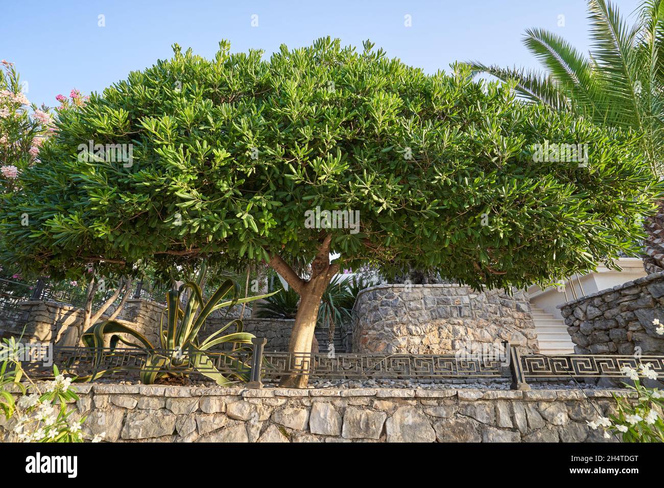 Garten zierbusch -Fotos und -Bildmaterial in hoher Auflösung – Alamy
