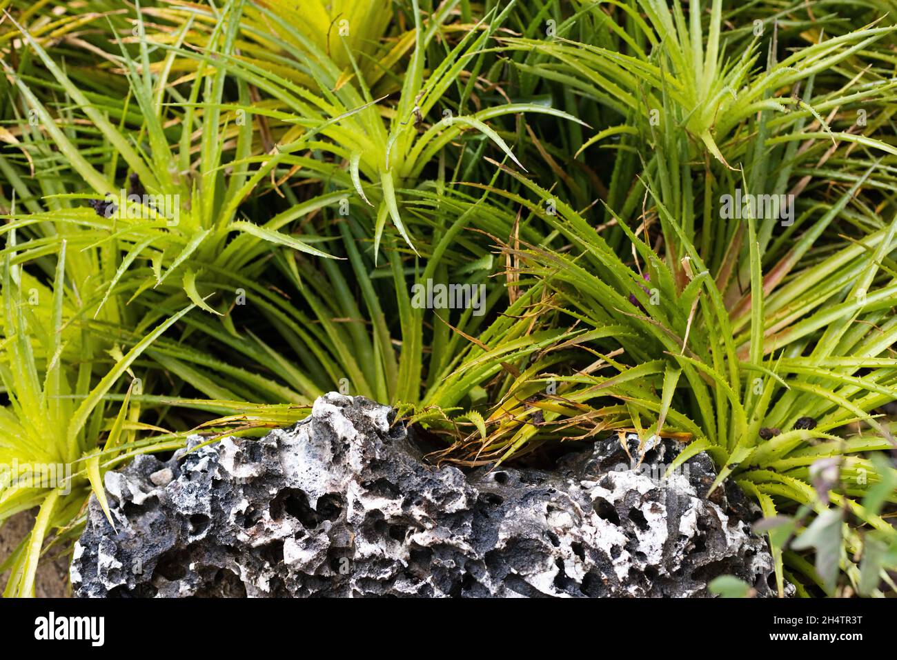 Bromelia humilis -Fotos und -Bildmaterial in hoher Auflösung – Alamy