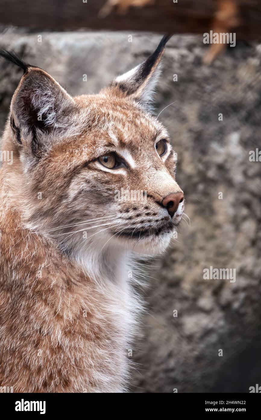 Porträt des eurasischen Luchses aus der Nähe. Der eurasische Luchs, lat ...