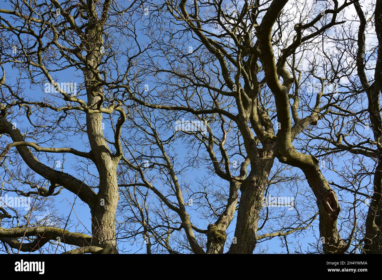 Ein laubbaum Stockfotos und -bilder Kaufen - Alamy