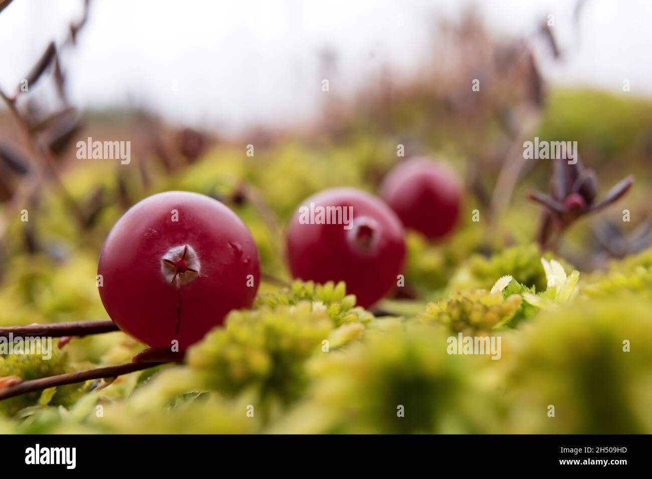 Sumpf moos -Fotos und -Bildmaterial in hoher Auflösung – Alamy