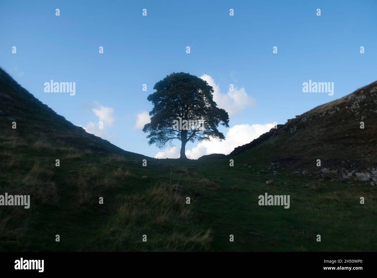 Robin Hood Tree / Sycamore Tree aus dem Film Robin Hood: Prince of ...