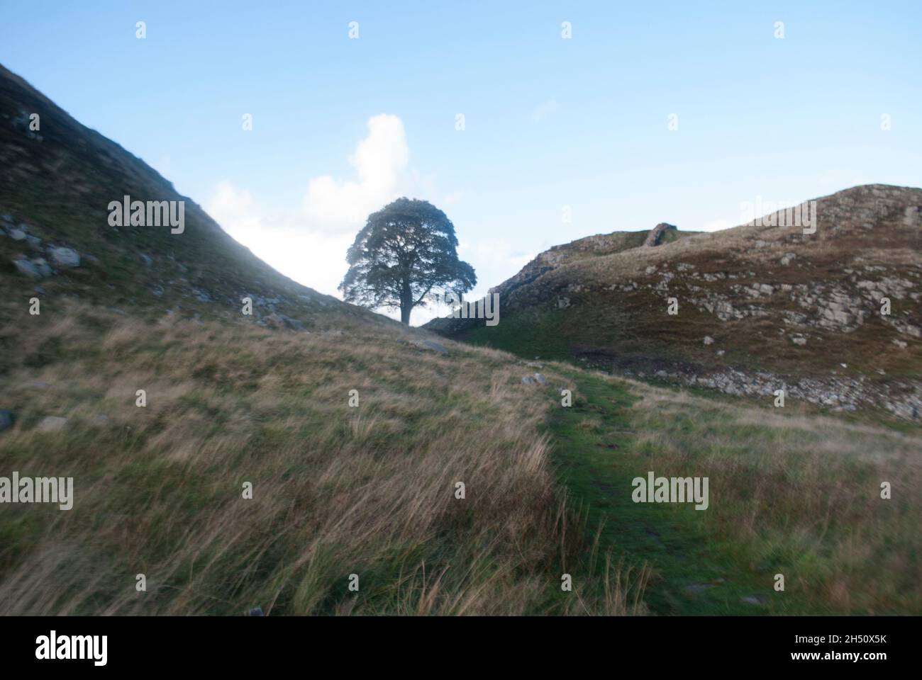 Robin Hood Tree / Sycamore Tree aus dem Film Robin Hood: Prince of ...