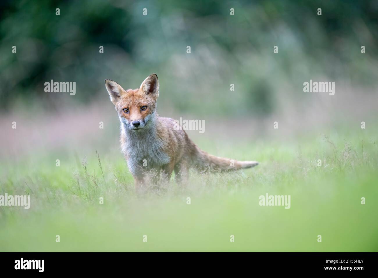Black white fox vector -Fotos und -Bildmaterial in hoher Auflösung – Alamy