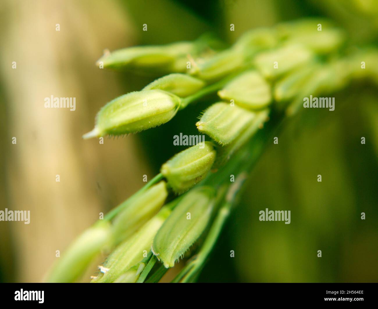Detailliertes Foto der Samen der Reispflanze, die anfangen zu wachsen ...