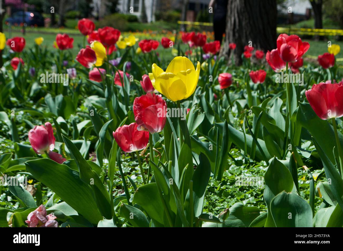 Gelb gepflanzt -Fotos und -Bildmaterial in hoher Auflösung – Alamy